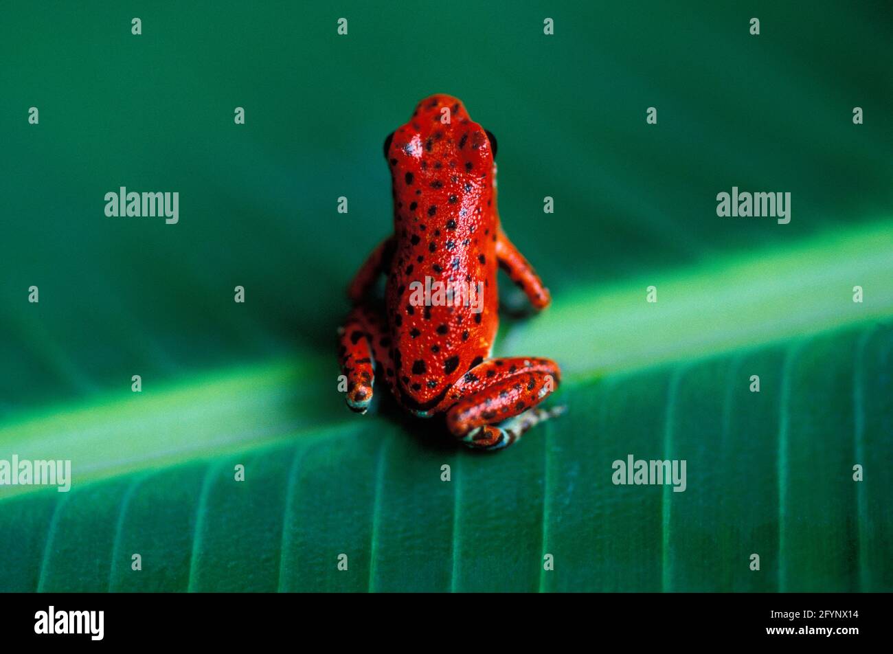 Panama - Boca del Toro - Grenouille Endemique, local frog Stock Photo ...