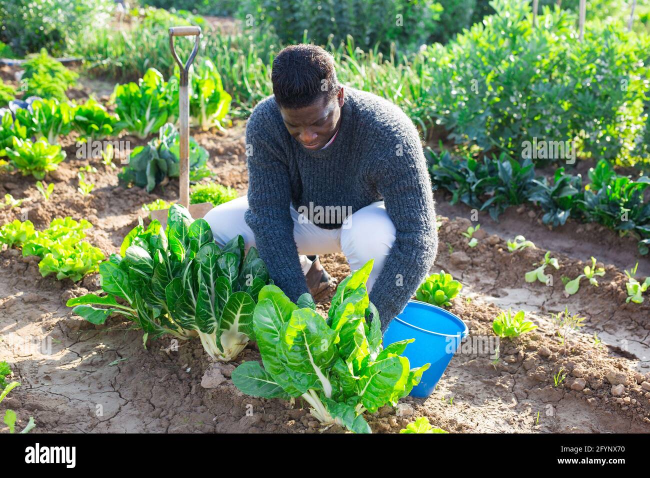 African american male gardener grows organic vegetables checking plants ...