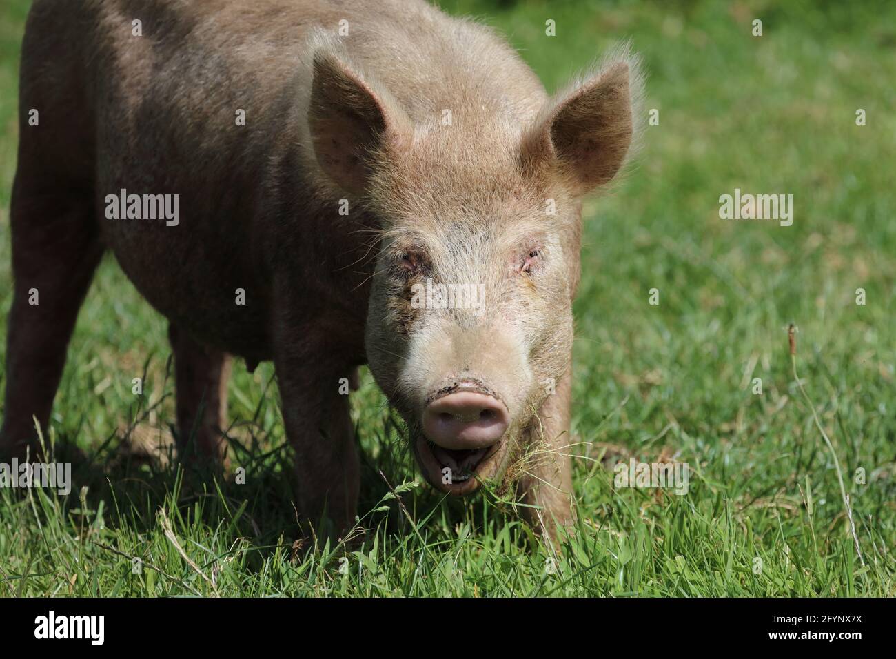 Hausschwein / Domestic pig / Sus scrofa domesticus Stock Photo - Alamy