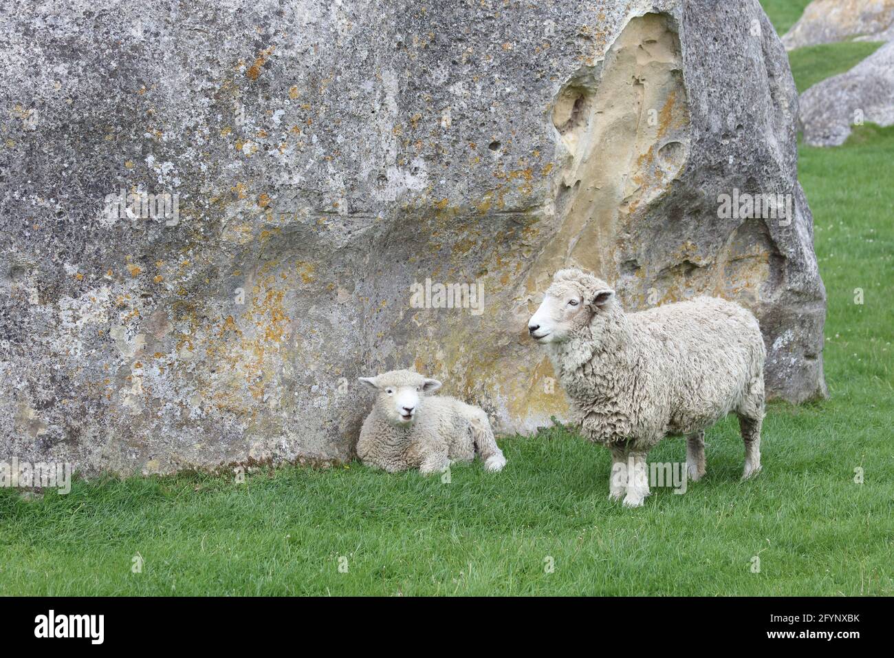 Romneyschaf / Romney sheep / Ovis Stock Photo - Alamy