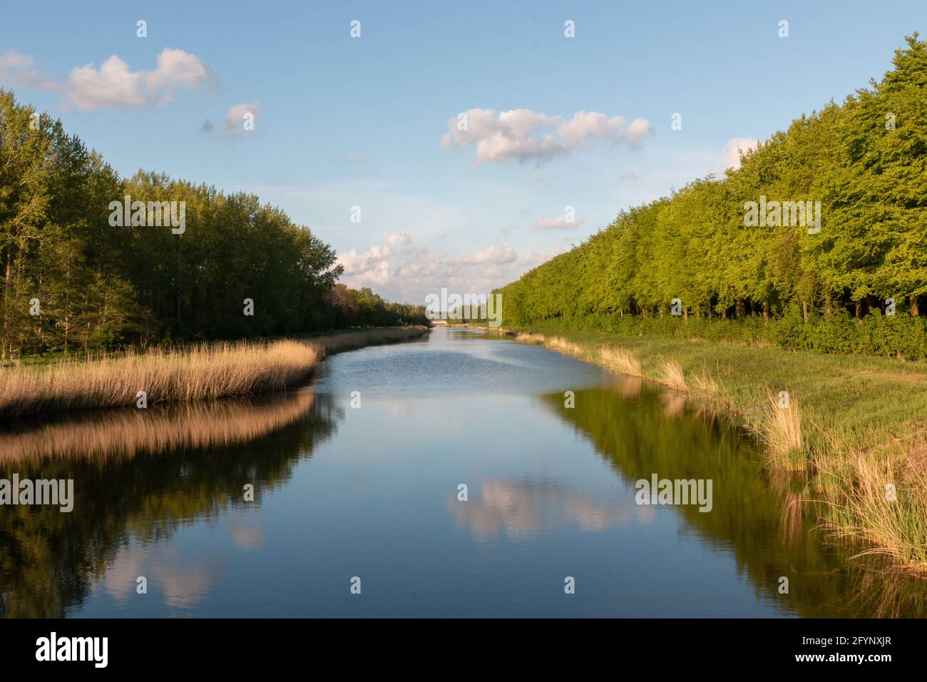 Dutch forest hi-res stock photography and images - Alamy