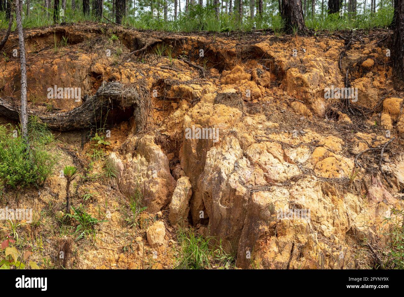 Forest road cut, exposing natural sediments of sand and clay, part of ...