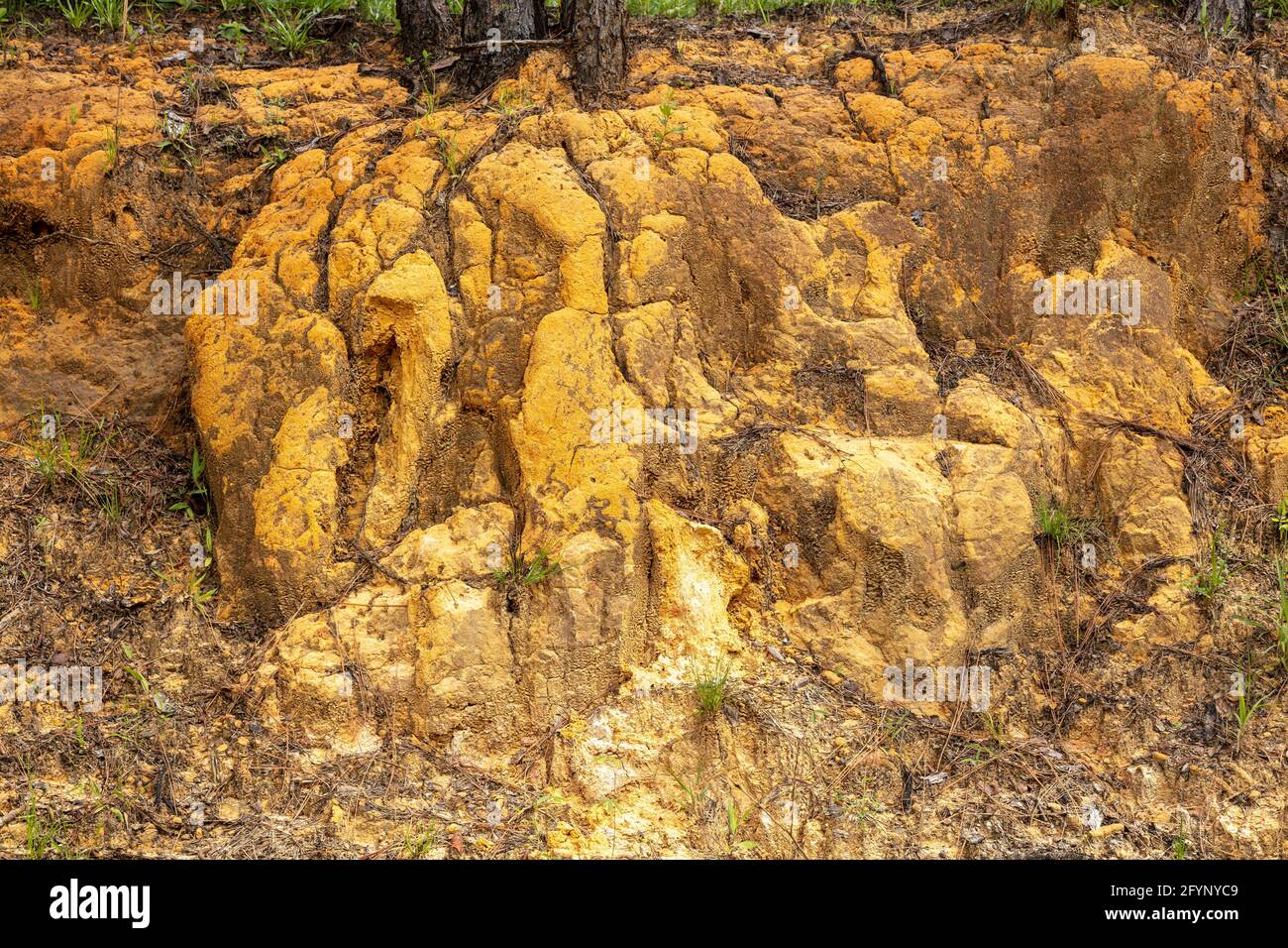 Forest road cut, exposing natural sediments of sand and clay, part of ...
