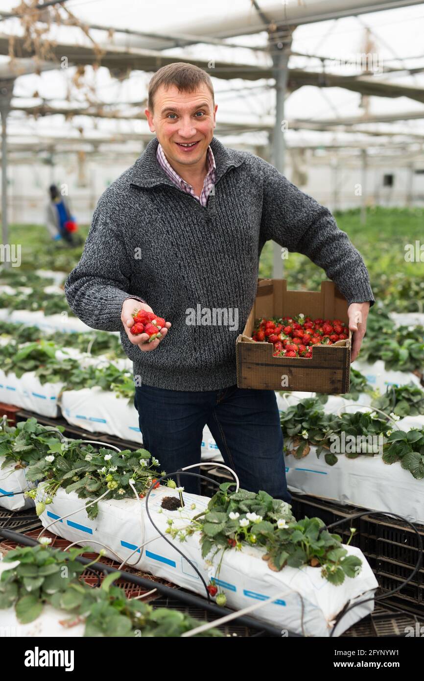 Positive male farmer strawberries hi-res stock photography and images ...