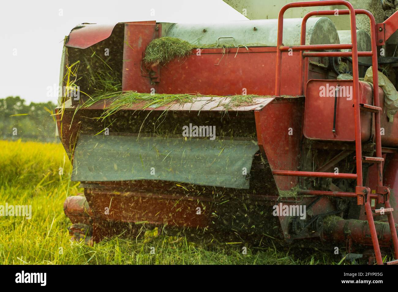 A large special vehicle for cutting and threshing raw and ripe paddy ...