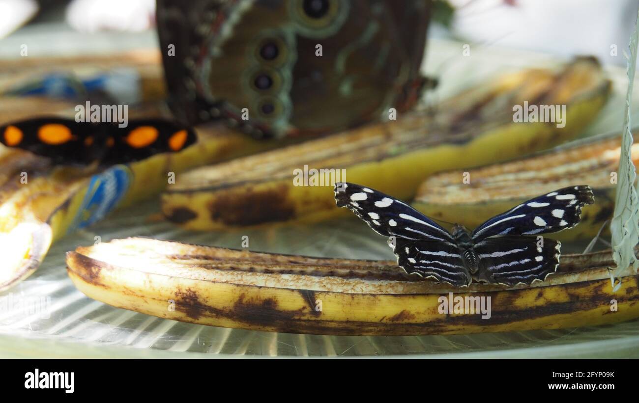 Tropical blue wave butterfly sitting on a banana peel Stock Photo - Alamy