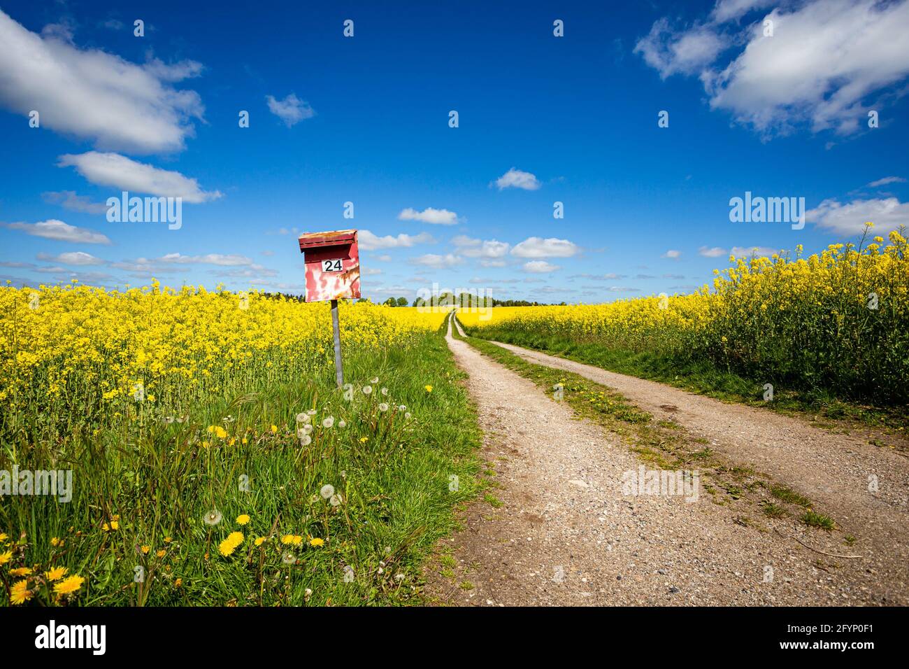 Rapefield hi-res stock photography and images - Alamy