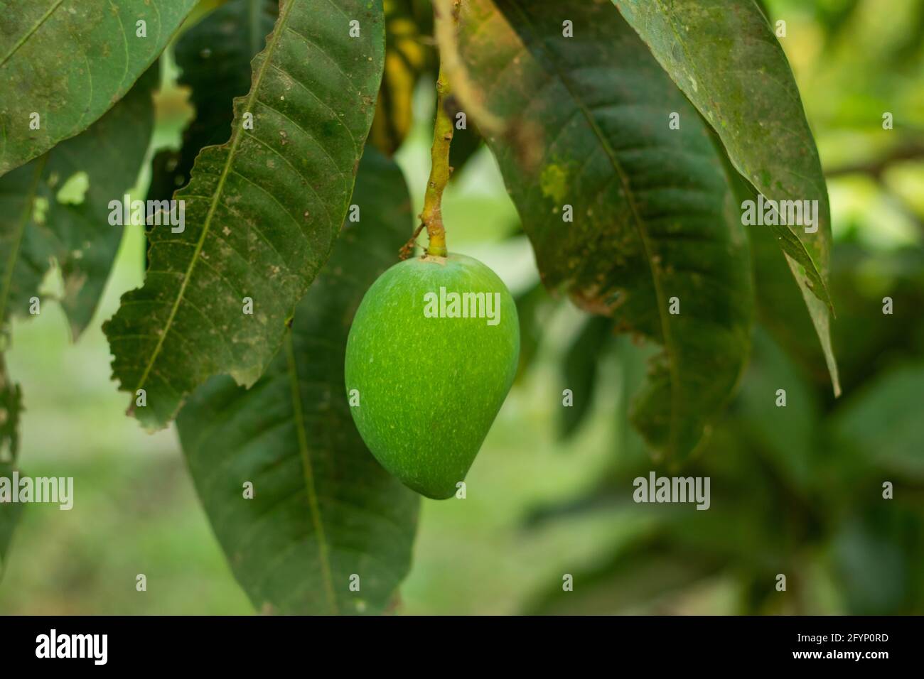 Sweet and sour fruits hi-res stock photography and images - Alamy