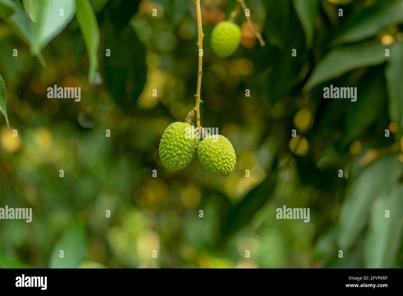 Genus litchi hi-res stock photography and images - Alamy