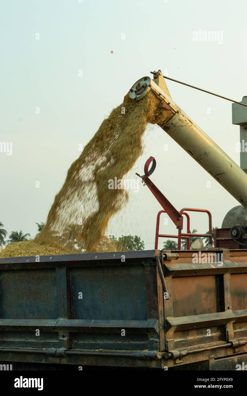 Cutting and threshing of raw and ripe paddy which automatically packs ...