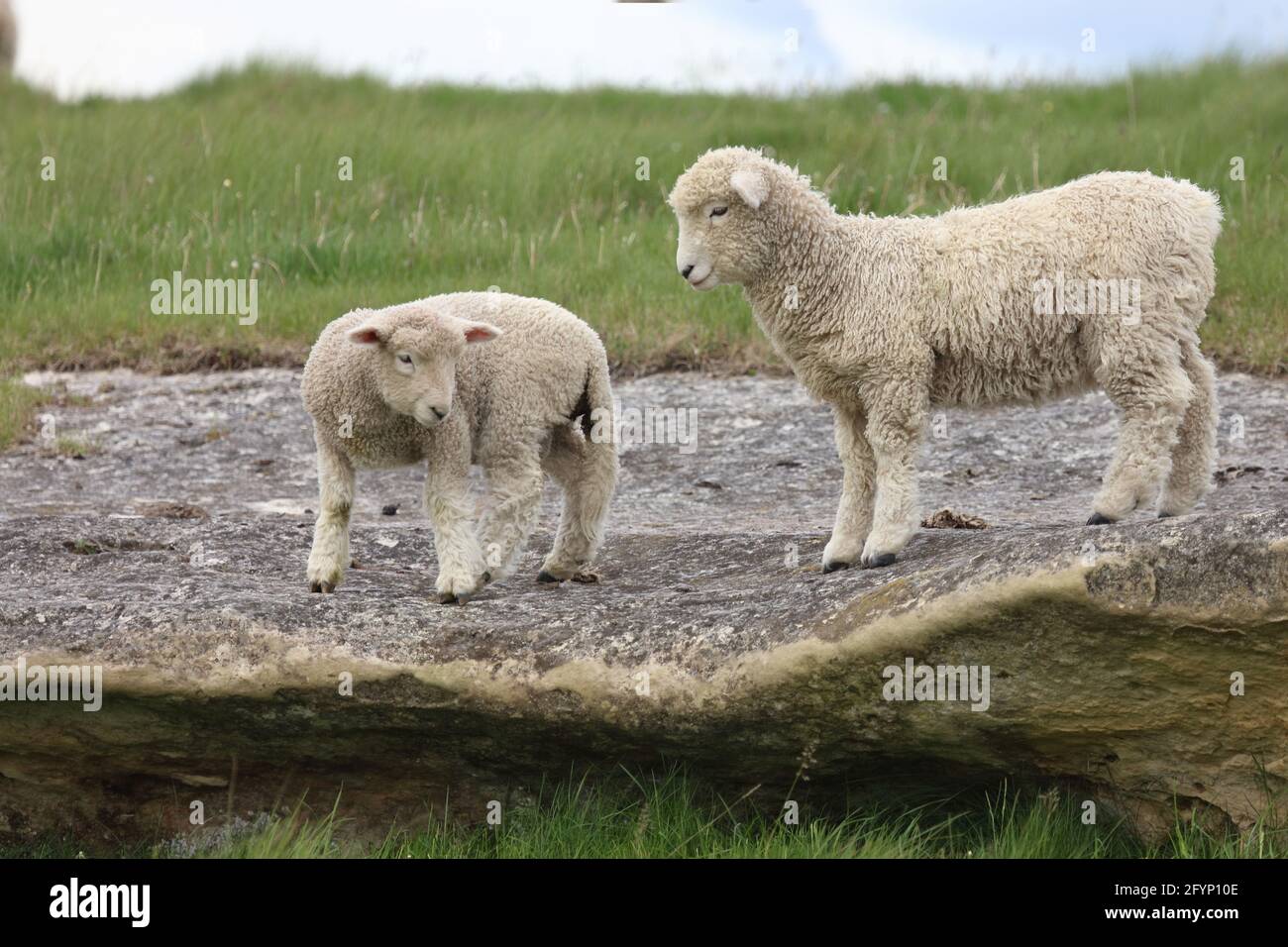 Romneyschaf / Romney sheep / Ovis Stock Photo - Alamy