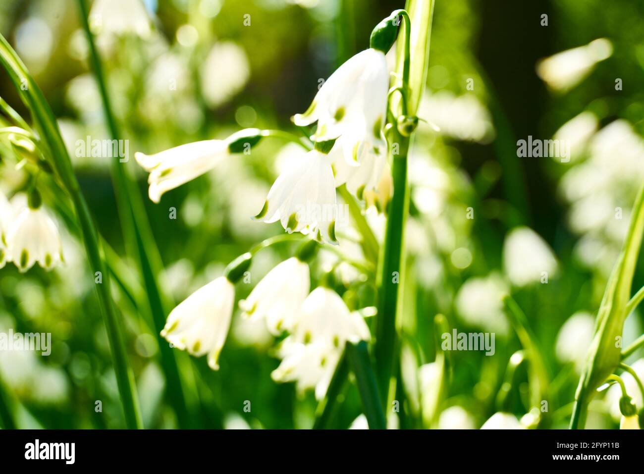 Snowflake flower in blossom Stock Photo - Alamy