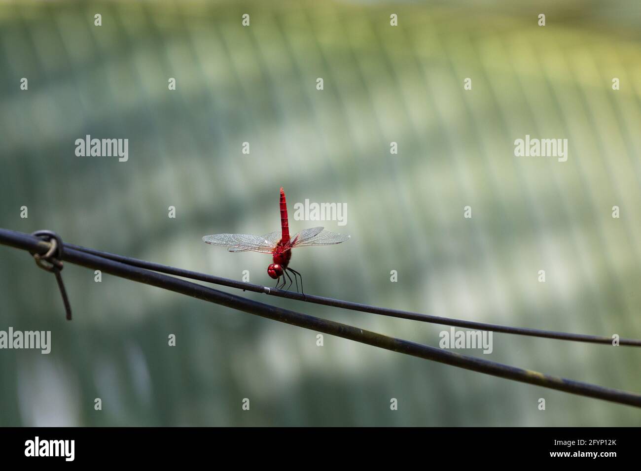A bright red fire dragonfly sits with its abdomen erect on a thin ...