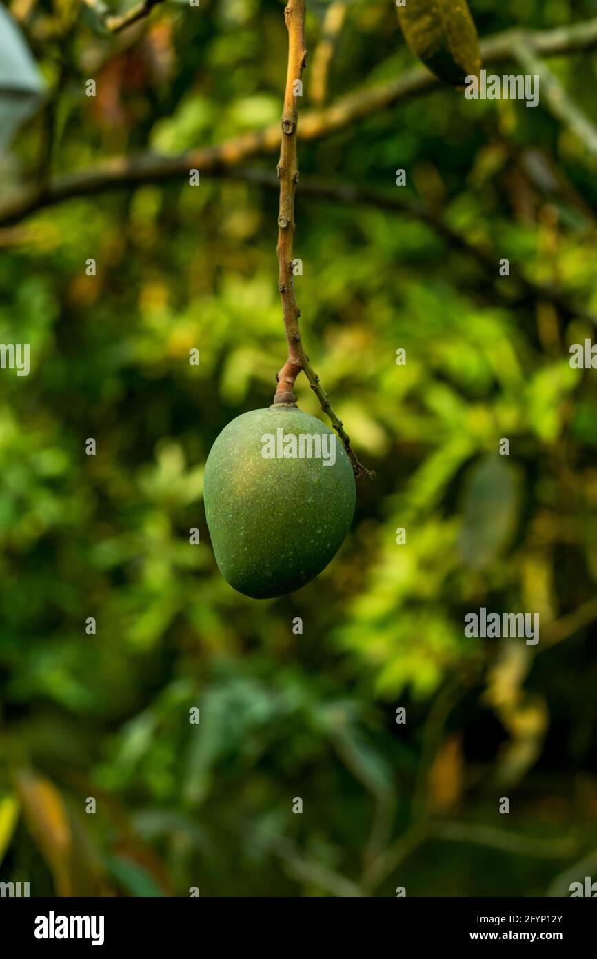 Small mango tree hi-res stock photography and images - Alamy