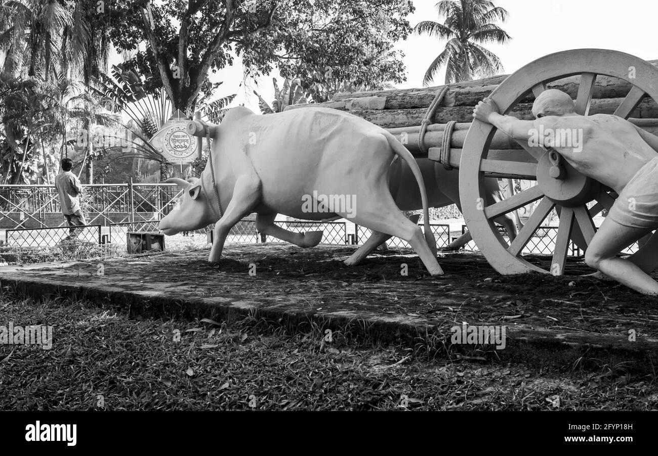 The stature of traditional cow I captured this image on 5th February ...