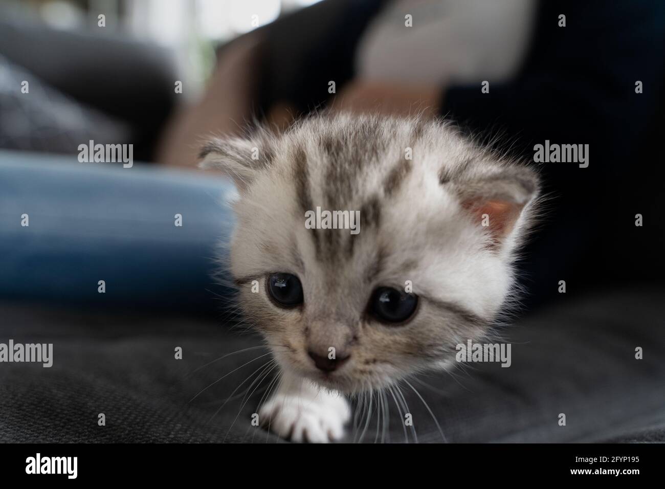 kitten runs towards the camera Stock Photo - Alamy