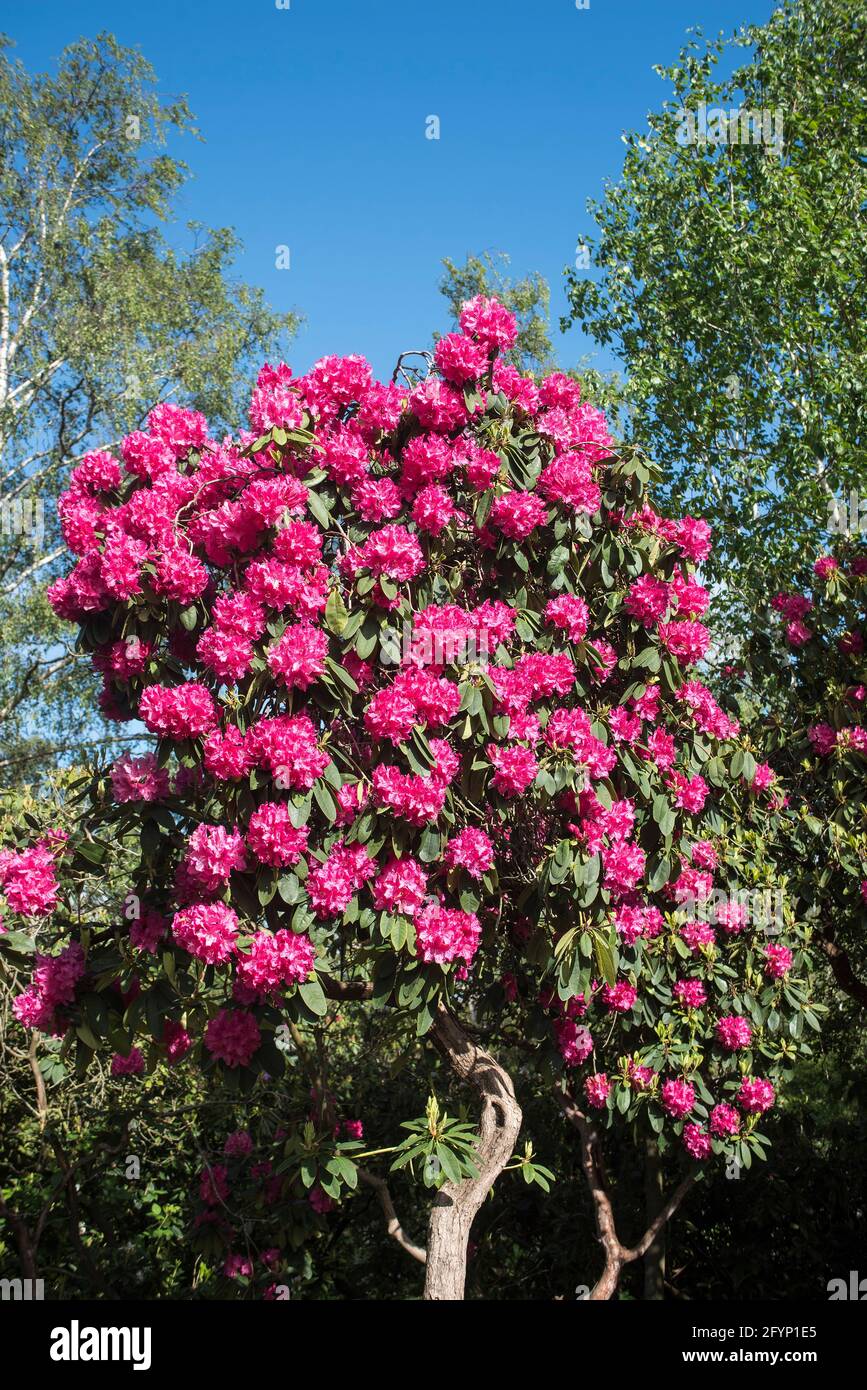 Pink Rhododendrons in bloom Stock Photo - Alamy