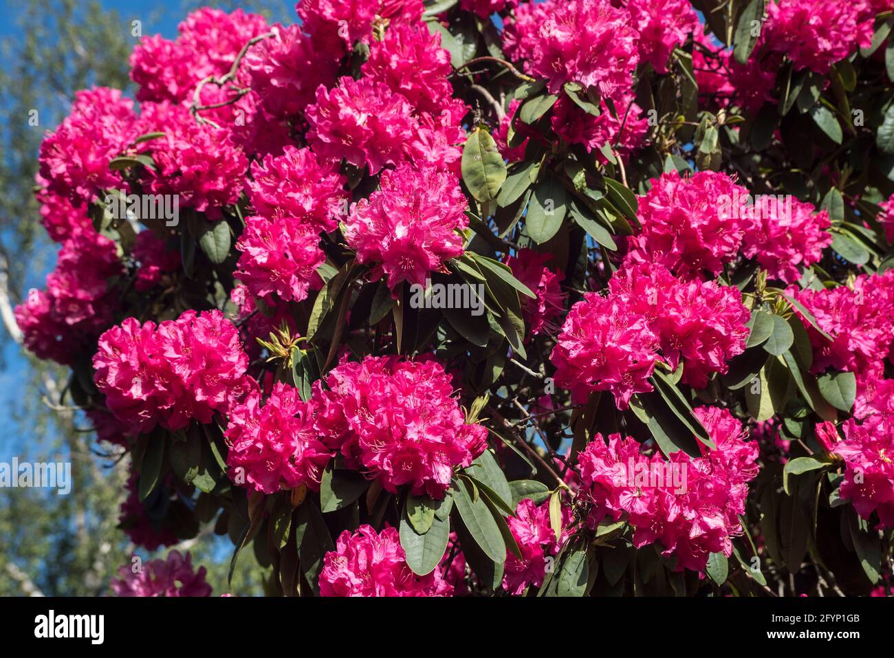 Close up of Pink Rhododendrons in bloom Stock Photo - Alamy