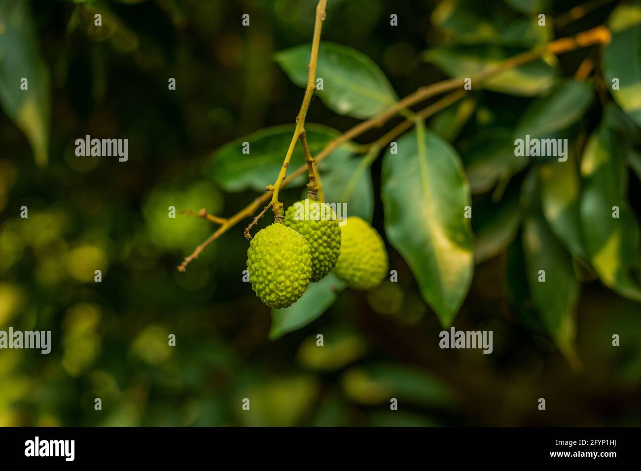 Litchi or lichi, an evergreen tree and Lychee is the sole member of the ...