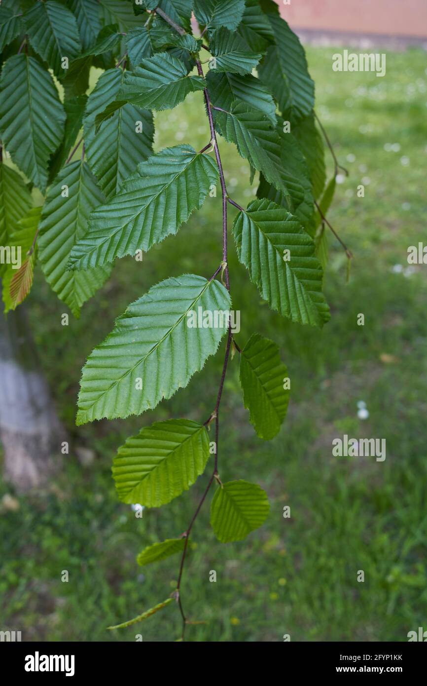 Carpinus betulus branch close up Stock Photo - Alamy