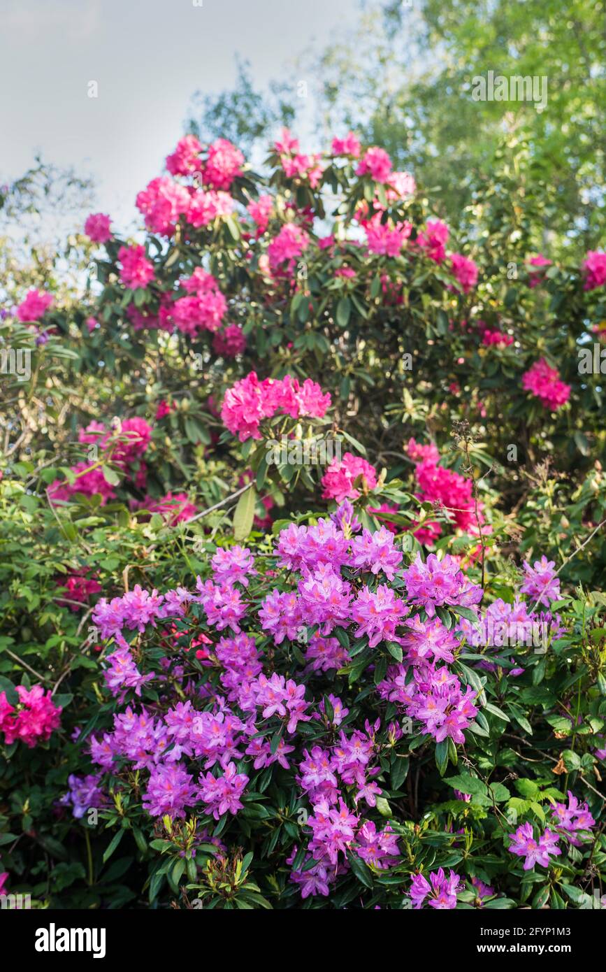 Purple and pink Rhododendrons in bloom Stock Photo - Alamy