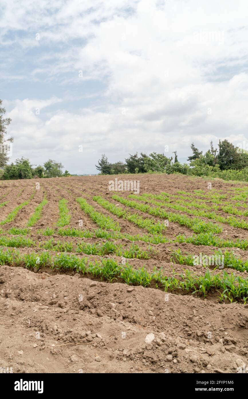 Agricultural plant sprout grows in the field under blue sky with copy ...