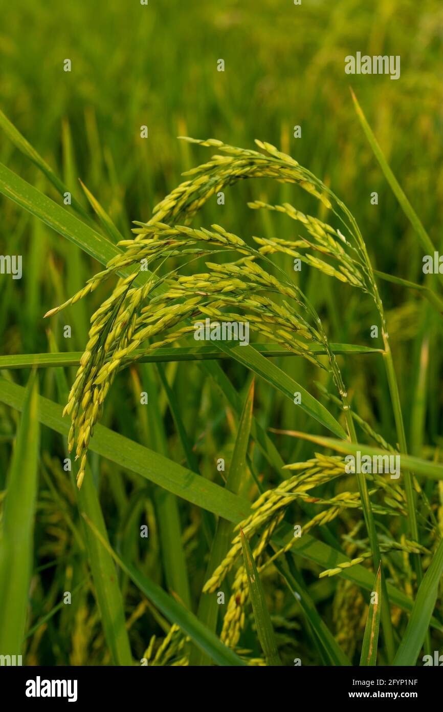 Paddy cultivation plays a significant and vital role in rice production ...
