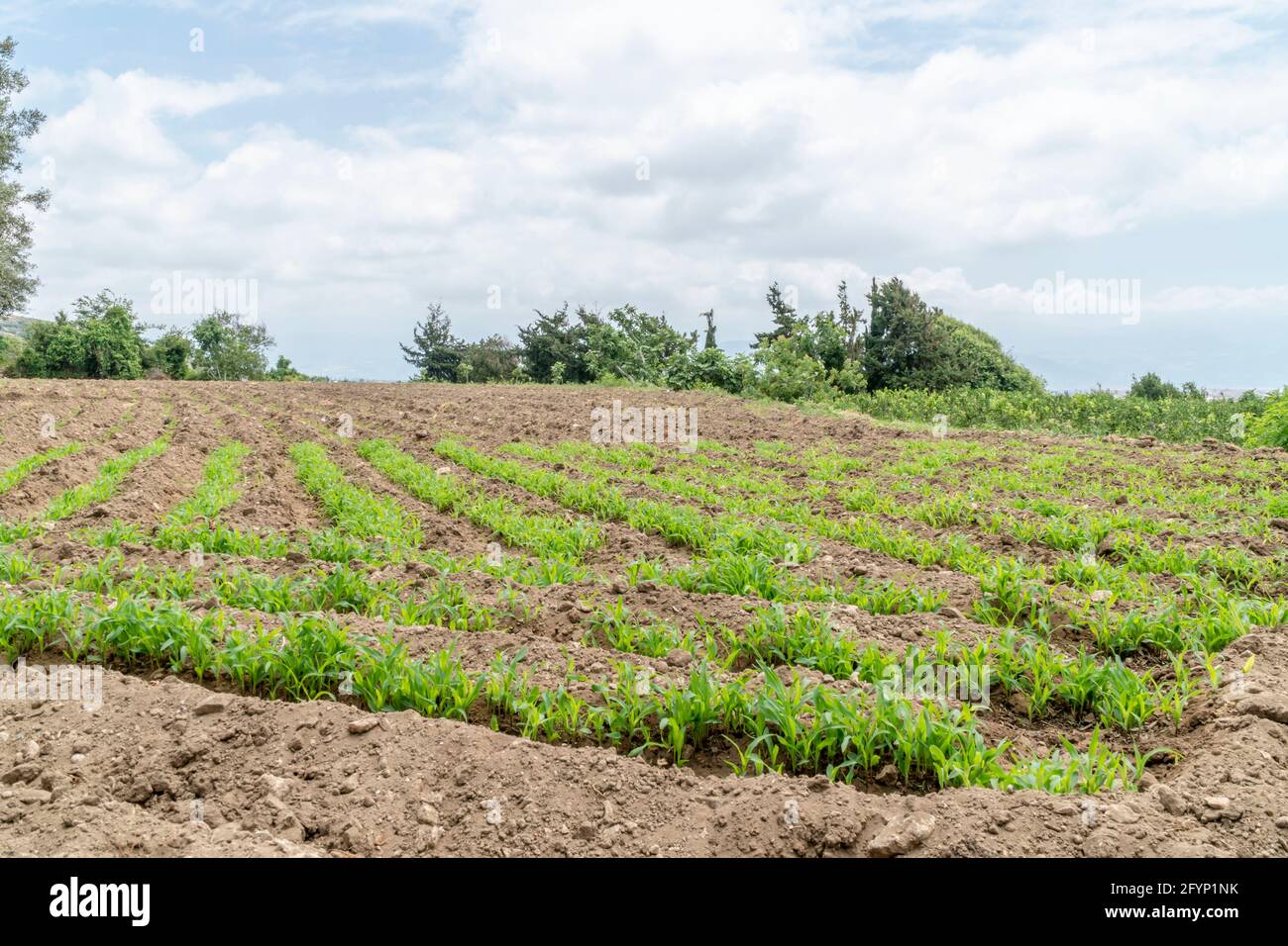 Agricultural plant sprout grows in the field under blue sky with copy ...