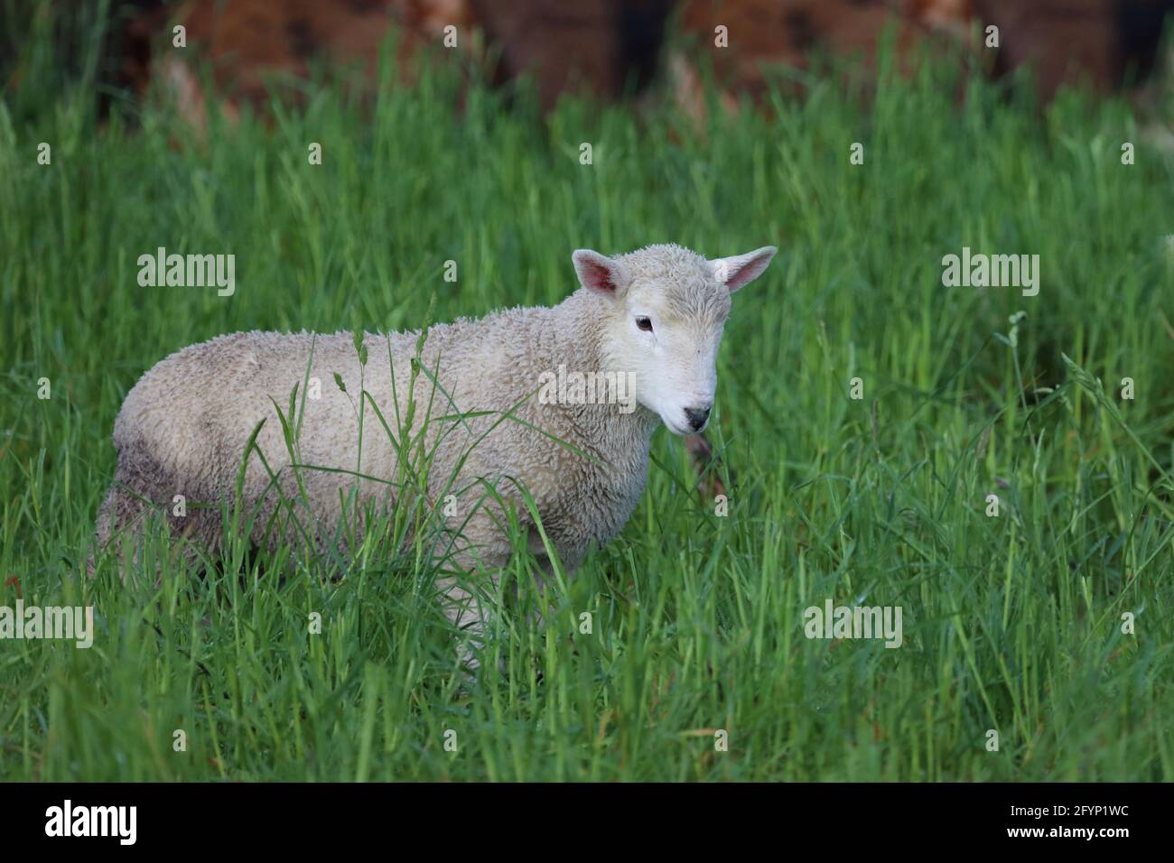 Coopworthschaf / Coopworth sheep / Ovis Stock Photo - Alamy