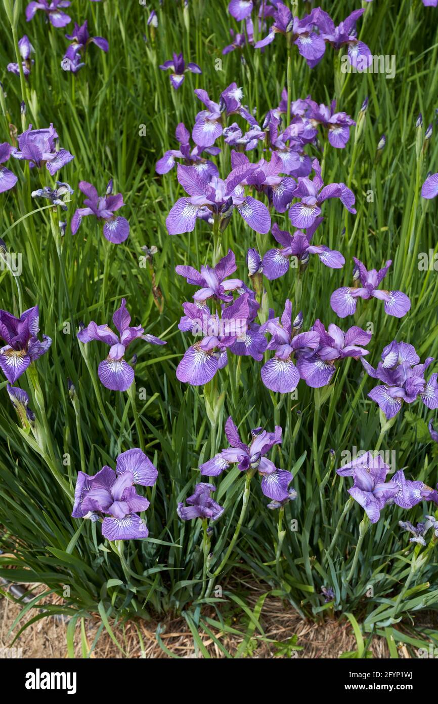 Iris sibirica purple flowers Stock Photo - Alamy