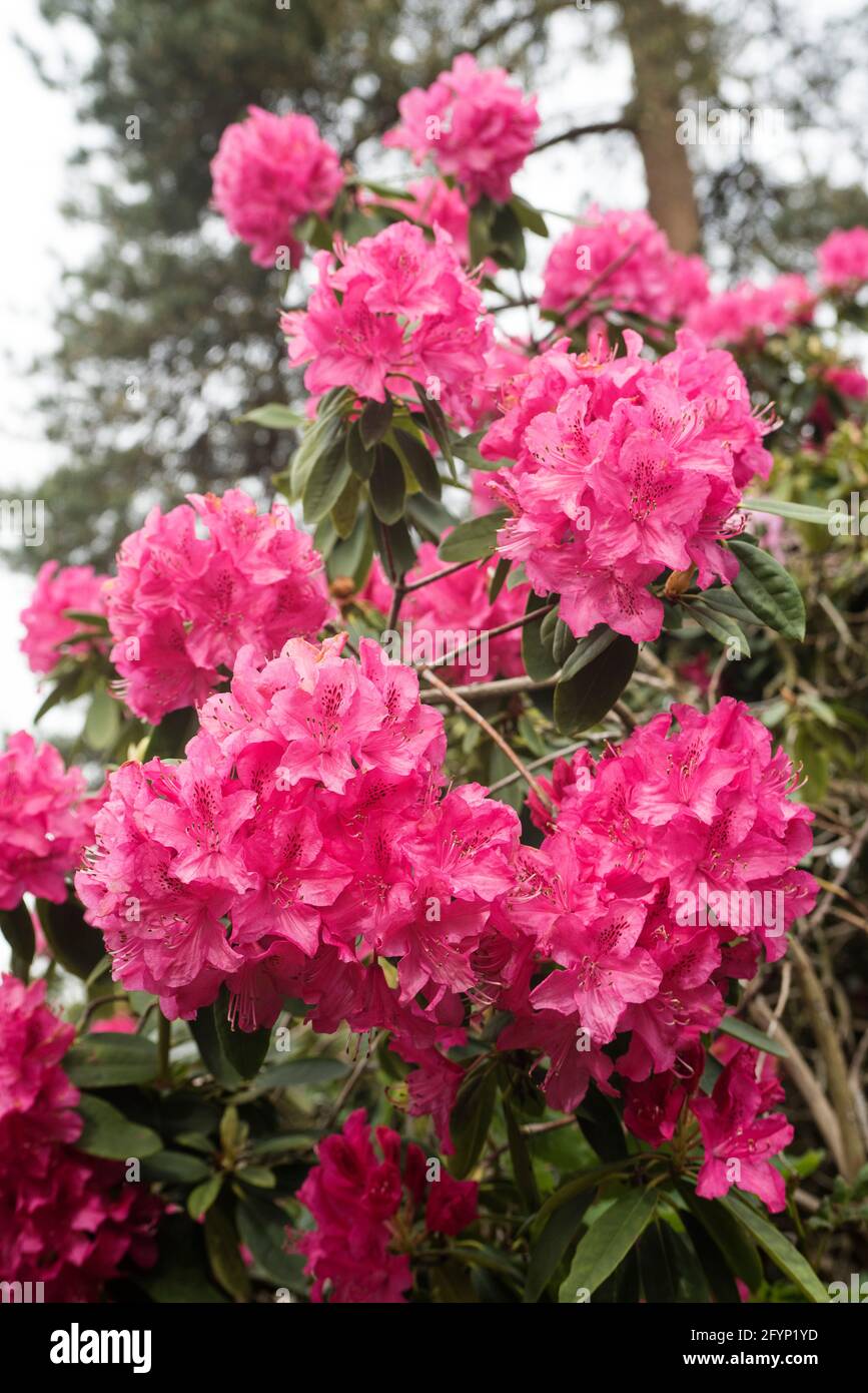 Close up of Pink Rhododendrons in bloom Stock Photo - Alamy