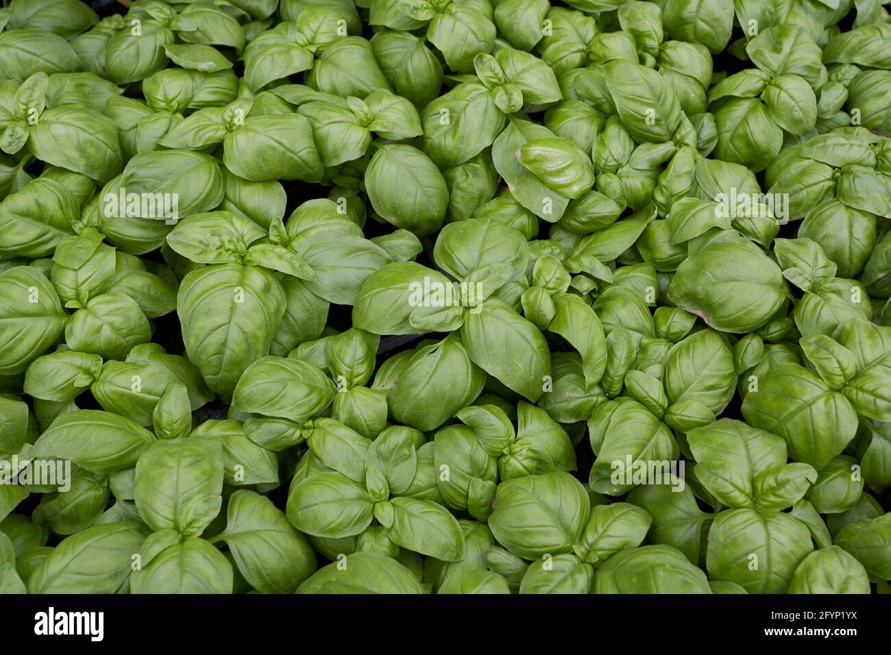Agriculture aromatic basilicum hi-res stock photography and images - Alamy