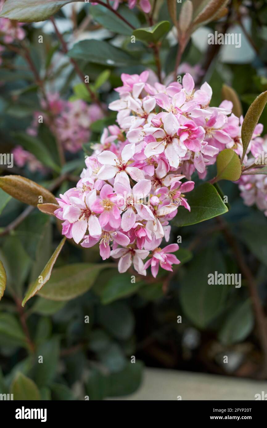Rhaphiolepis indica pink inflorescence Stock Photo - Alamy
