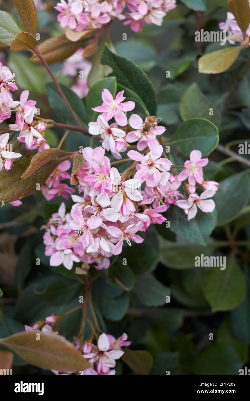 Rhaphiolepis indica pink inflorescence Stock Photo - Alamy