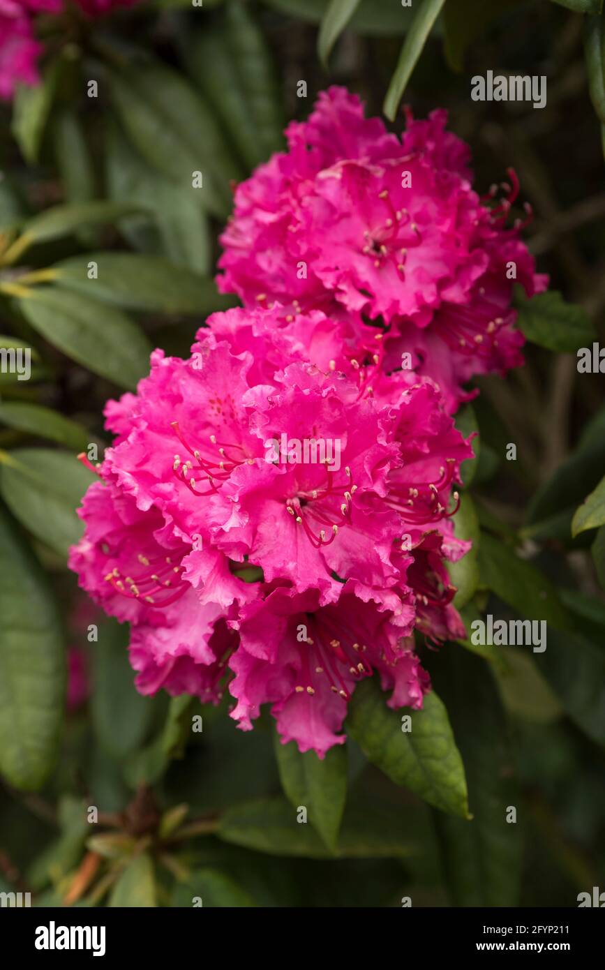 Close up of Pink Rhododendrons in bloom Stock Photo - Alamy