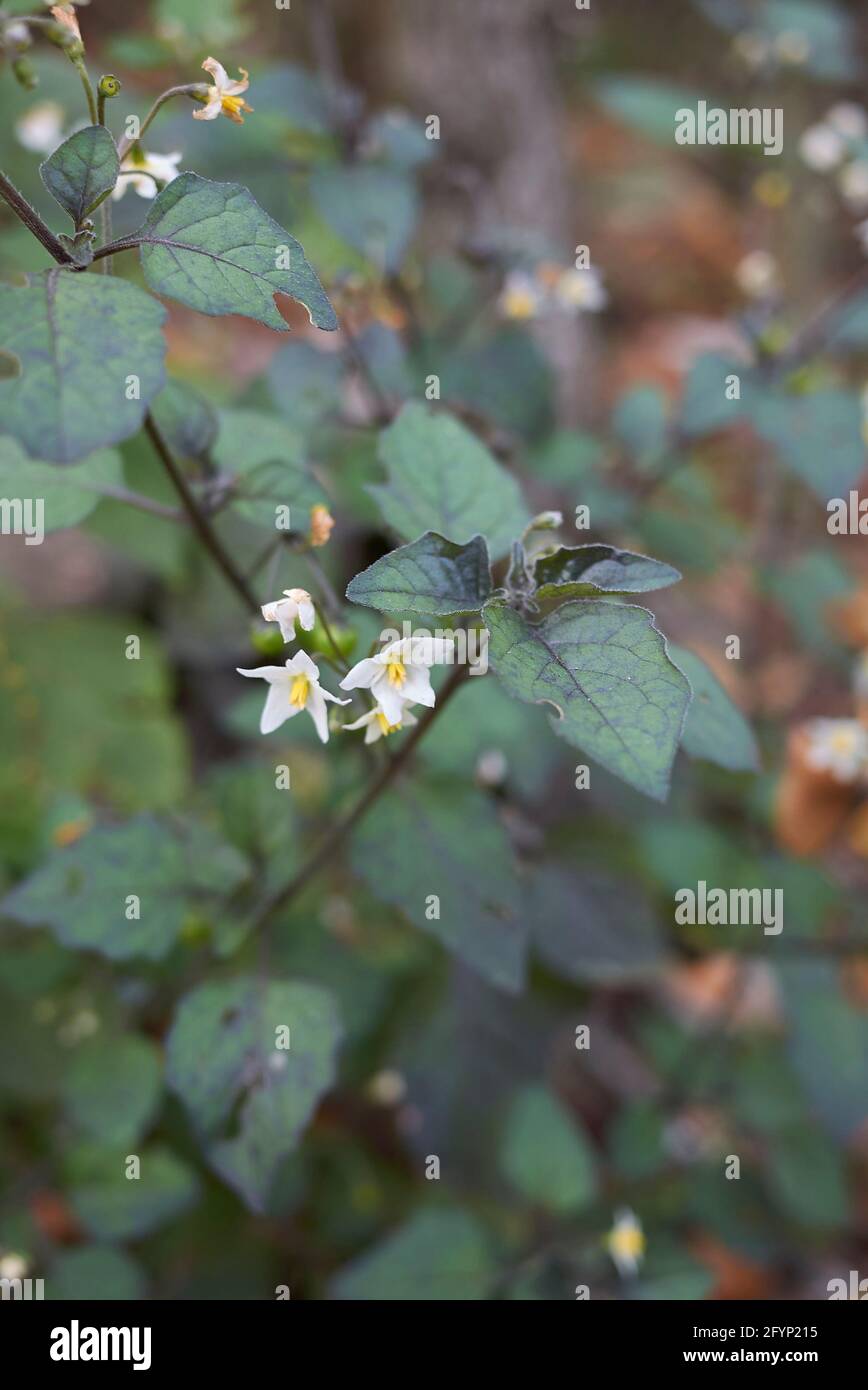 Solanum Nigrum High Resolution Stock Photography and Images - Alamy
