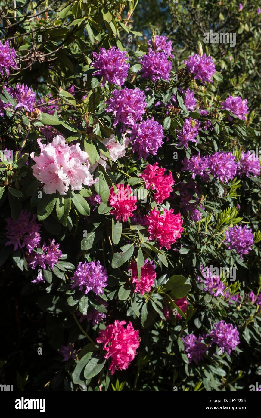 Purple and pink Rhododendrons in bloom Stock Photo - Alamy