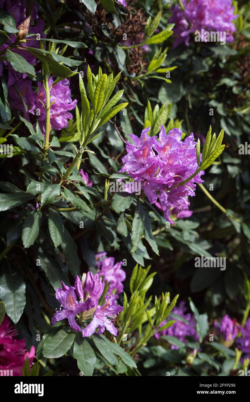 Purple Rhododendrons in bloom Stock Photo - Alamy