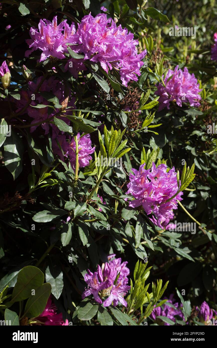 Purple Rhododendrons in bloom Stock Photo - Alamy