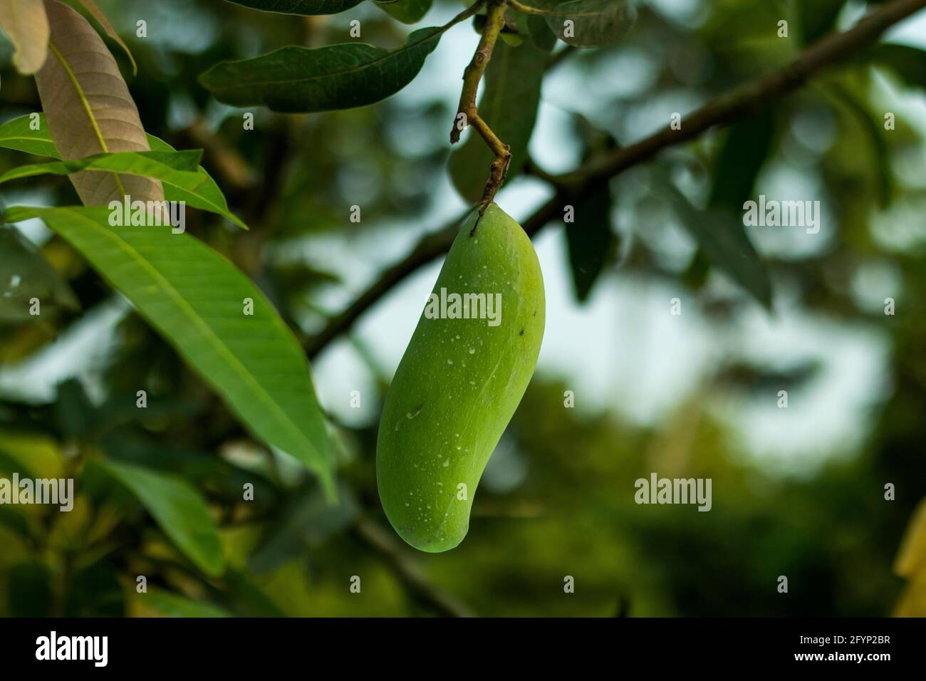 The green and raw Banana mango and its native name is Nam Doc Mai and ...
