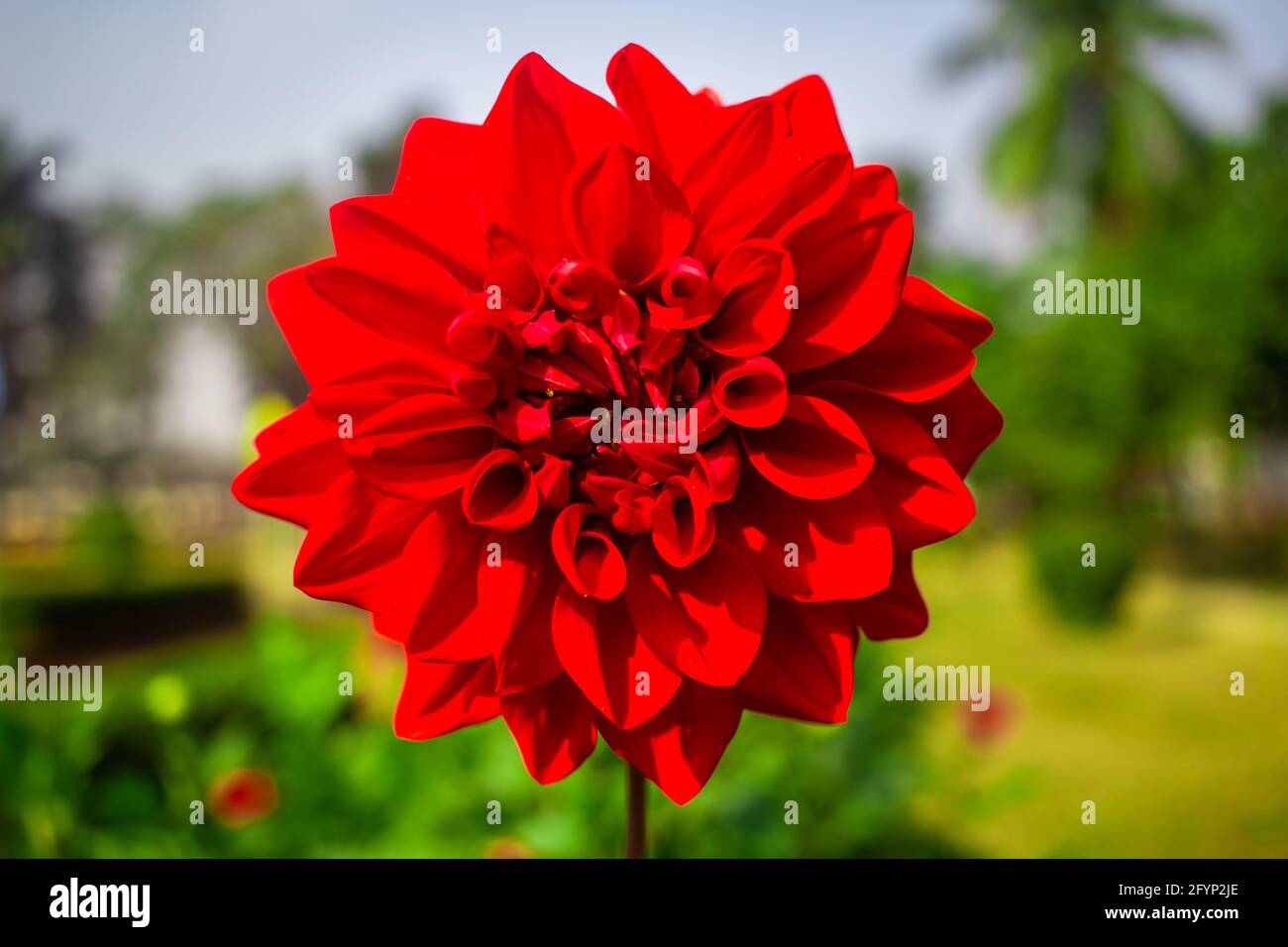 Dahlia Flower image I captured this image on 5th February 2019 from ...