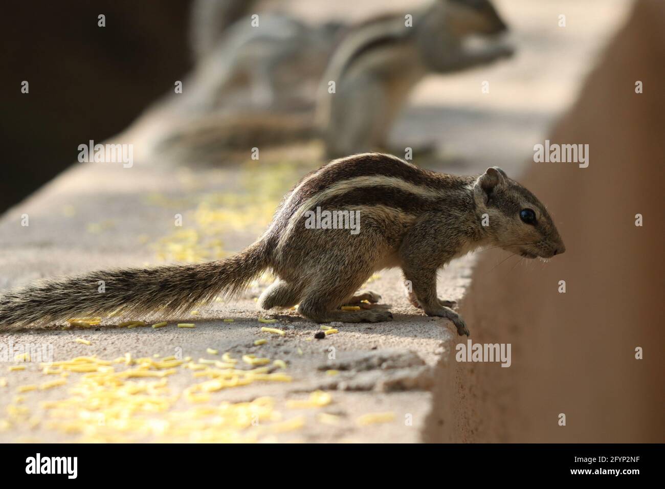 Chipmunk on a rocky surface eating seeds fallen from a tree Stock Photo ...