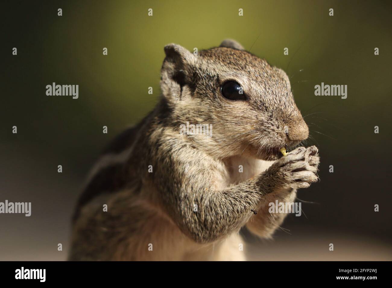 Closeup shot wild chipmunk hi-res stock photography and images - Alamy