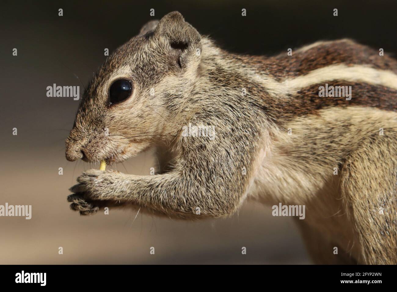 Closeup shot of an adorable chipmunk eating nuts Stock Photo - Alamy