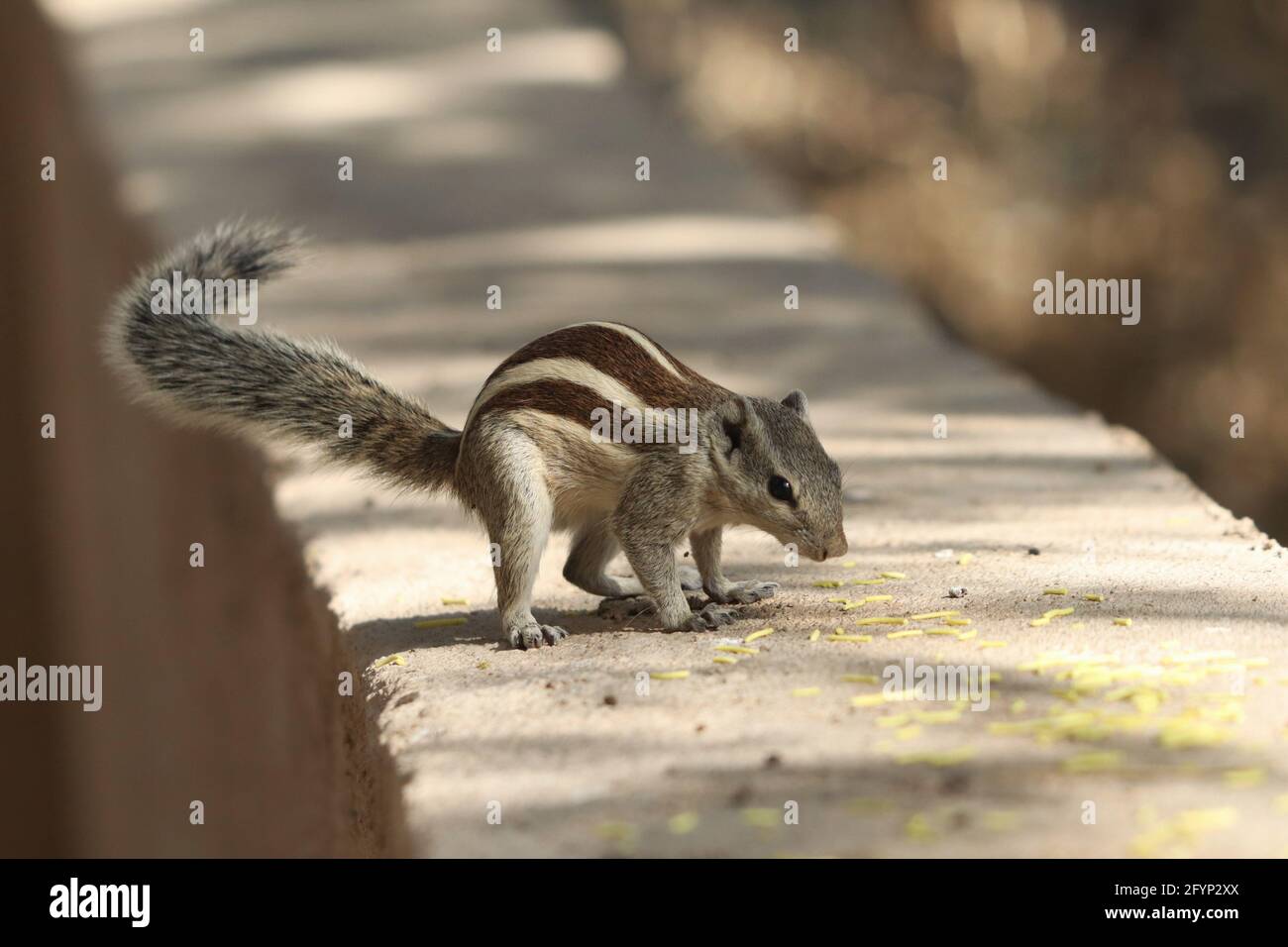 Adorable chipmunk on a rocky surface eating seeds fallen from a tree ...