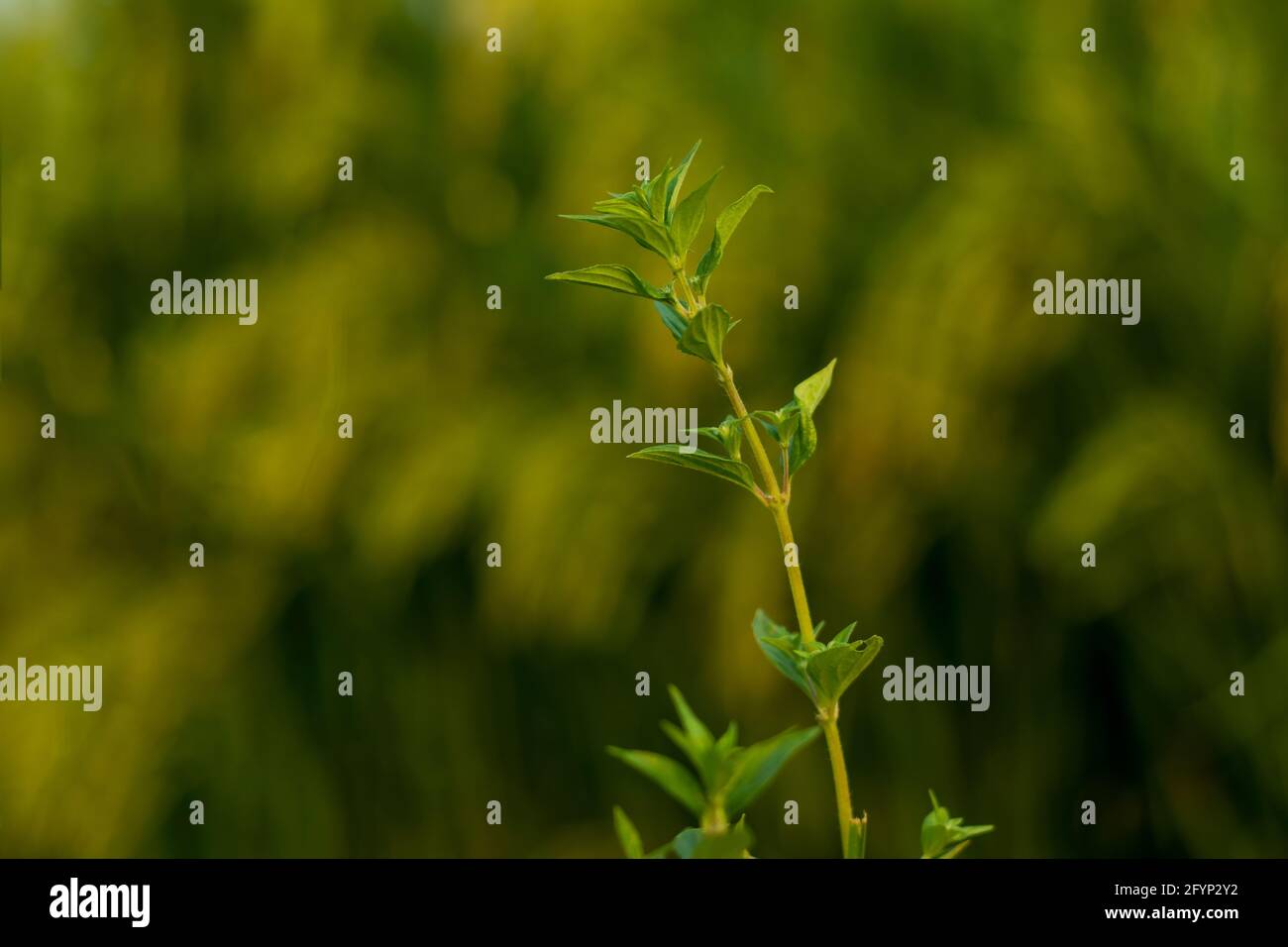 The wild green grass background with unripe paddy on a green tiny ...