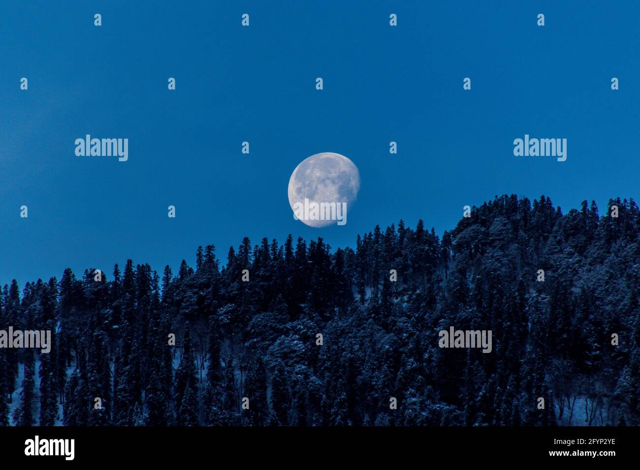 Full moon dusk pine hi-res stock photography and images - Alamy