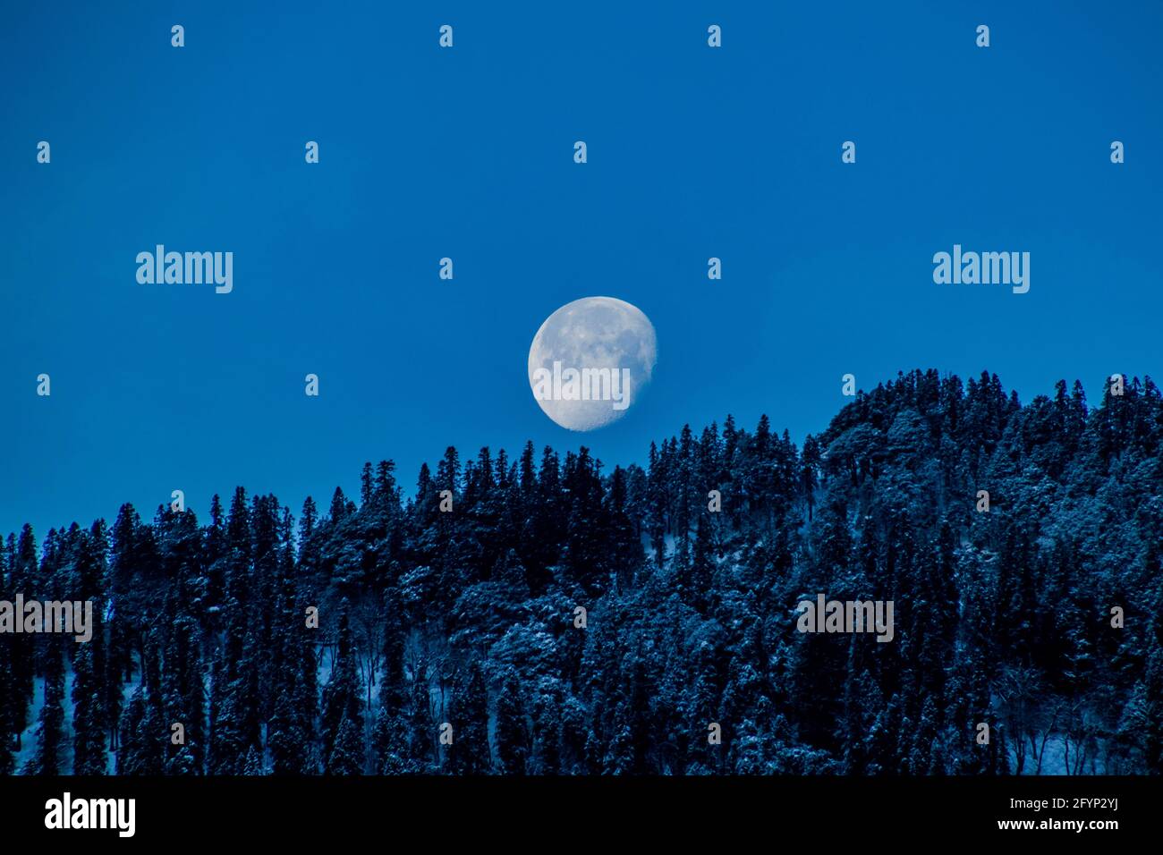 The moon setting over snowy trees Stock Photo - Alamy