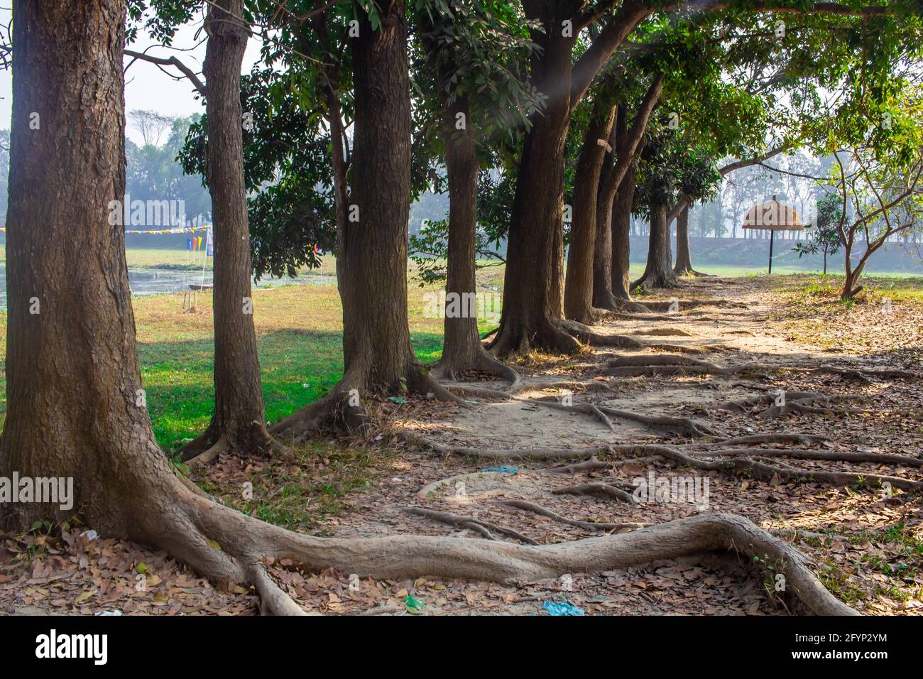 Tree in a row in the garden I captured this image on 5th February 2019 ...