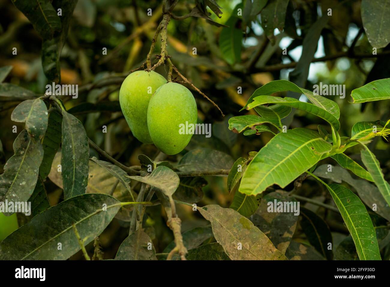 Two raw green mango and when it ripe it is very sweet and it has been ...